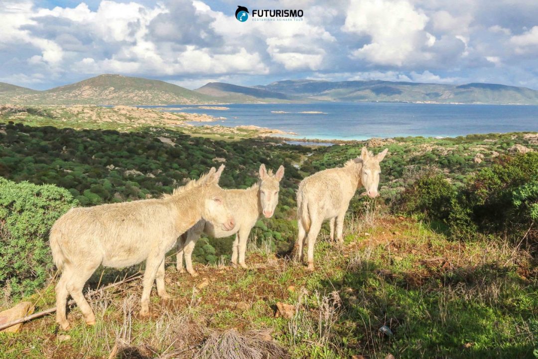 Unico al mondo l'asino bianco è il simbolo dell'Asinara
